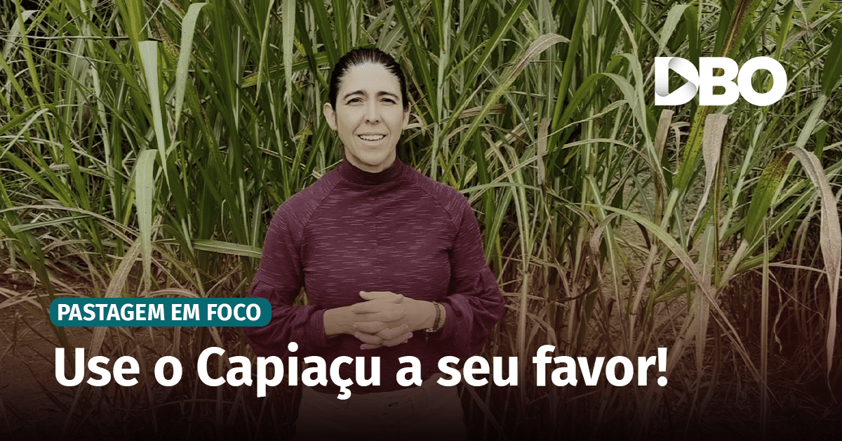 Capim-elefante BRS Capiaçu: entenda o manejo e evite frustrações ...