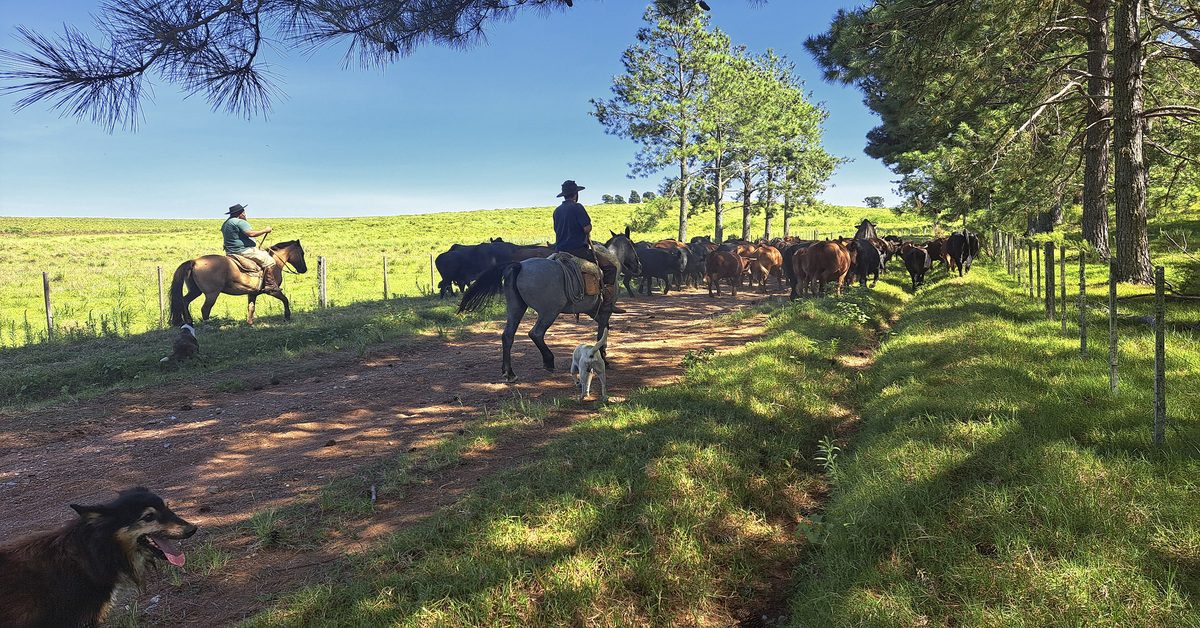 Projeto piloto testa diferentes formas de rastreabilidade bovina