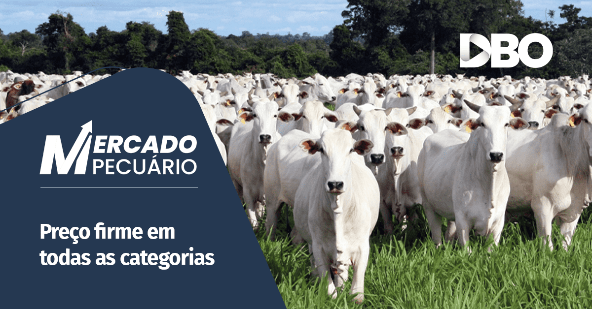 Mercado firme: boi gordo, boi magro e bezerro sobem em out/25 • Portal DBO