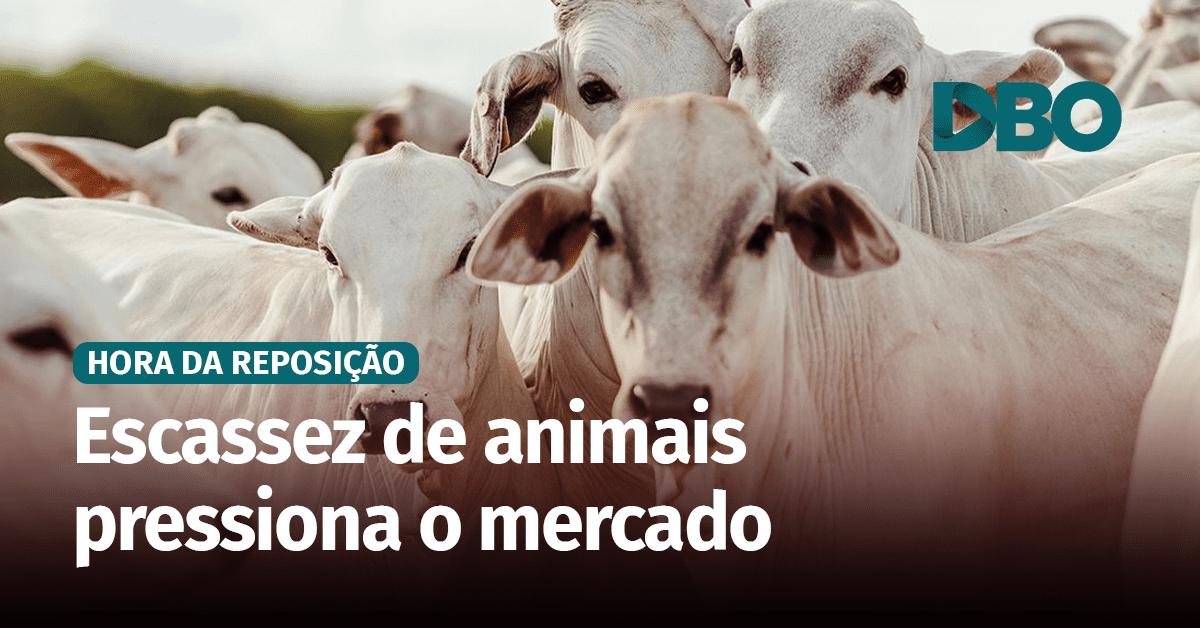 Reposição no Triângulo Mineiro: bezerro sobe e o boi magro desaparece ...