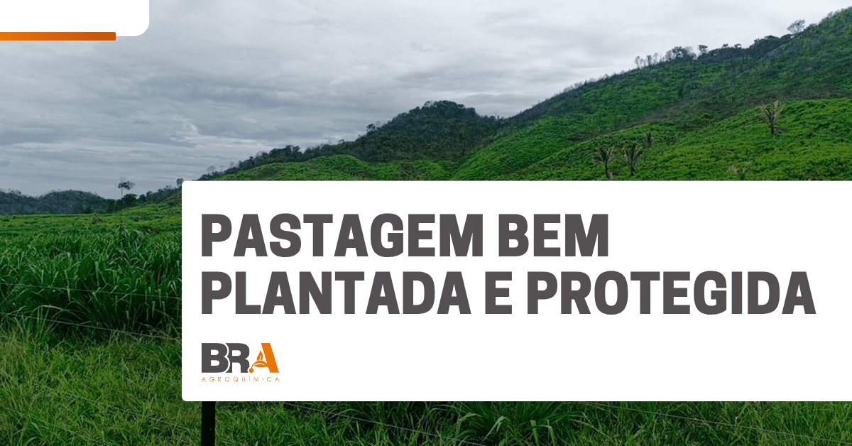 Pastagem bem plantada e protegida • Portal DBO