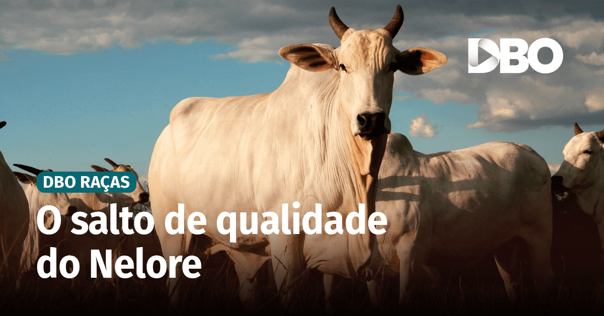 Como a seleção elevou o Nelore a um novo patamar de qualidade