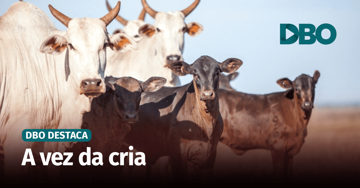 Cria deve ser a atividade mais rentável da pecuária em 2026 • Portal DBO